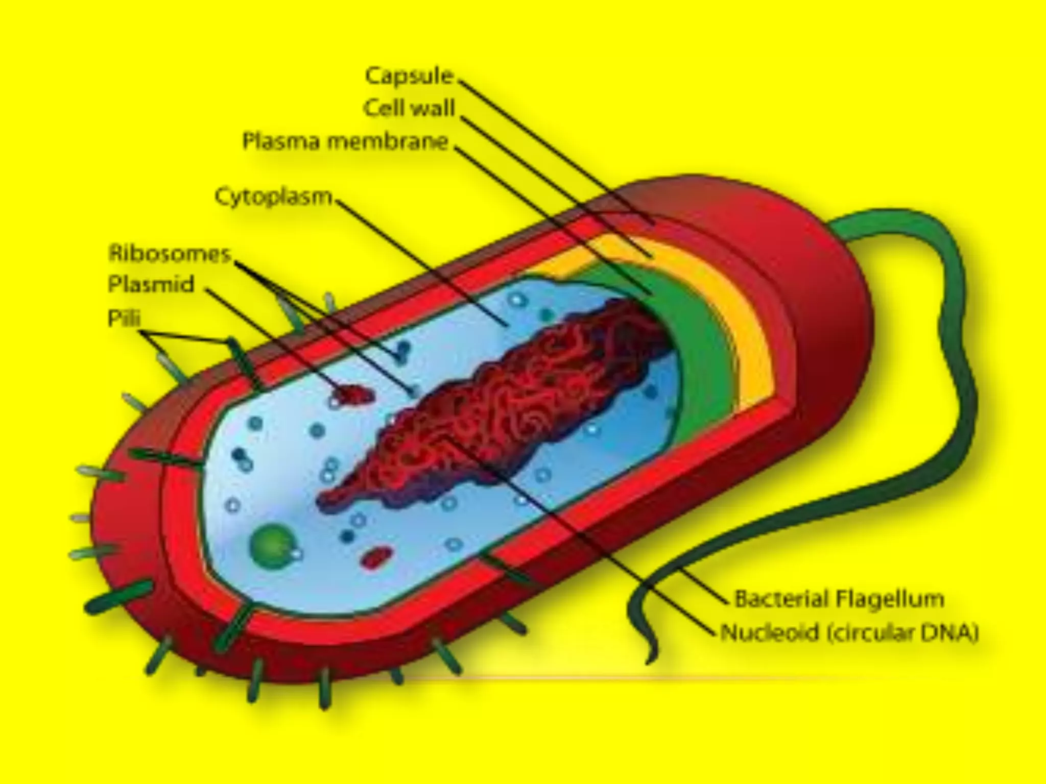 Prokaryotic Cell with detail in Biochemistry 2017 | PPT