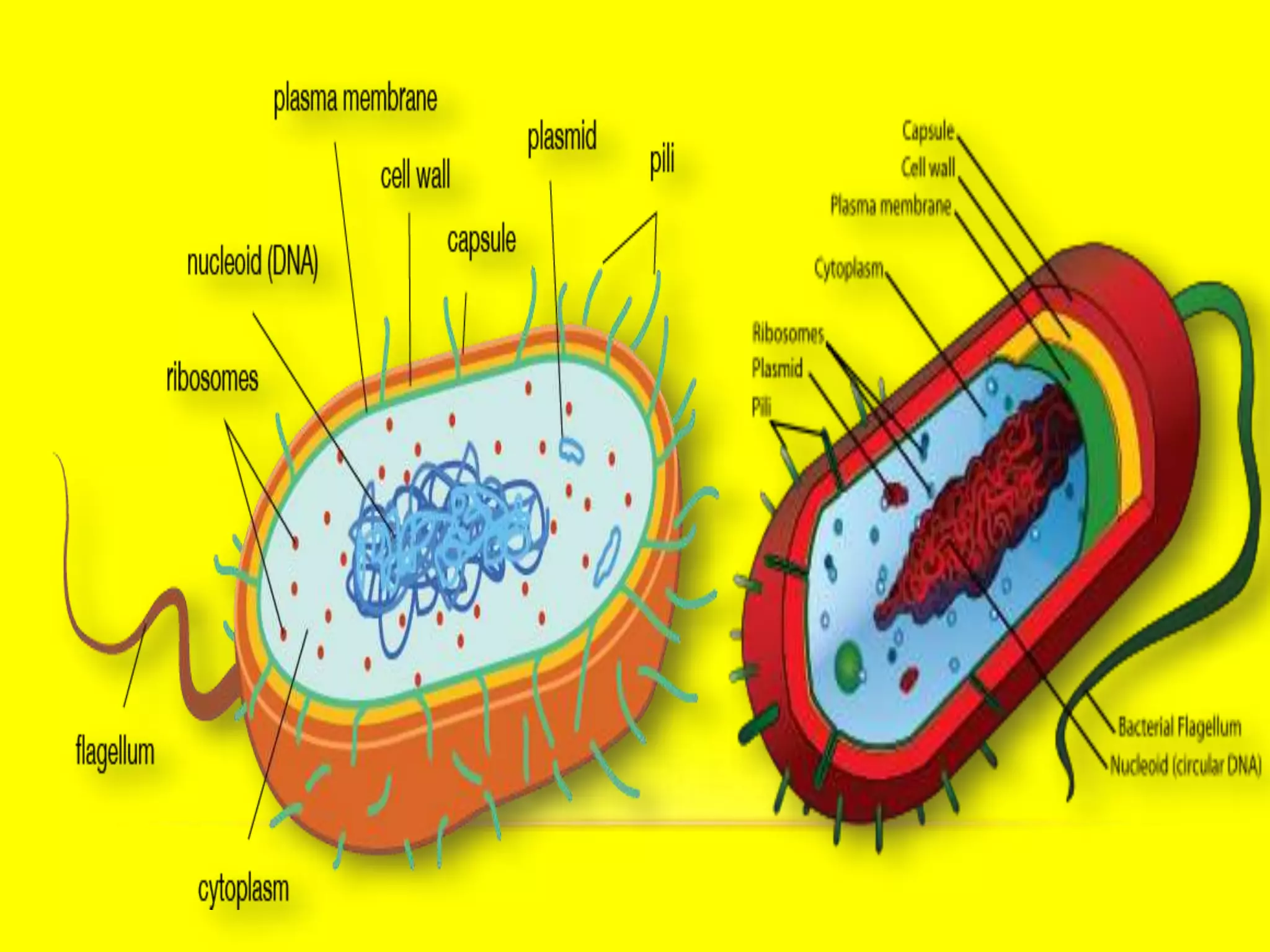 Prokaryotic Cell with detail in Biochemistry 2017 | PPT