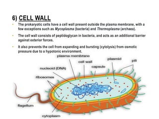 Prokaryotic Cell with detail in Biochemistry 2017 | PPTX