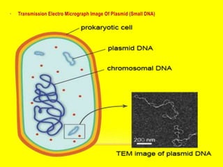 Plasmid Prokaryotic Cell