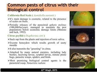Biological control of insect pest and disease of citrus | PPTX ...