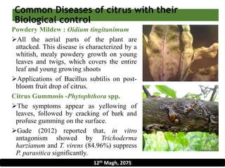 Biological control of insect pest and disease of citrus | PPTX
