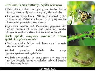 Biological control of insect pest and disease of citrus | PPT
