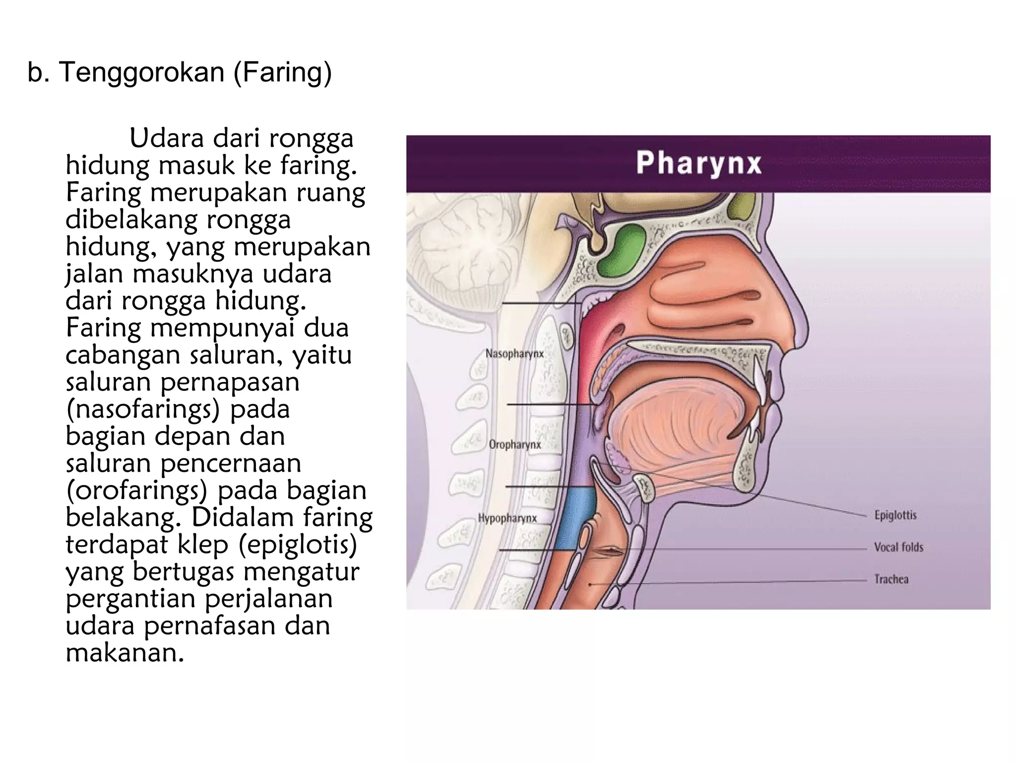 Sistem Respirasi Pada Manusia | PPT