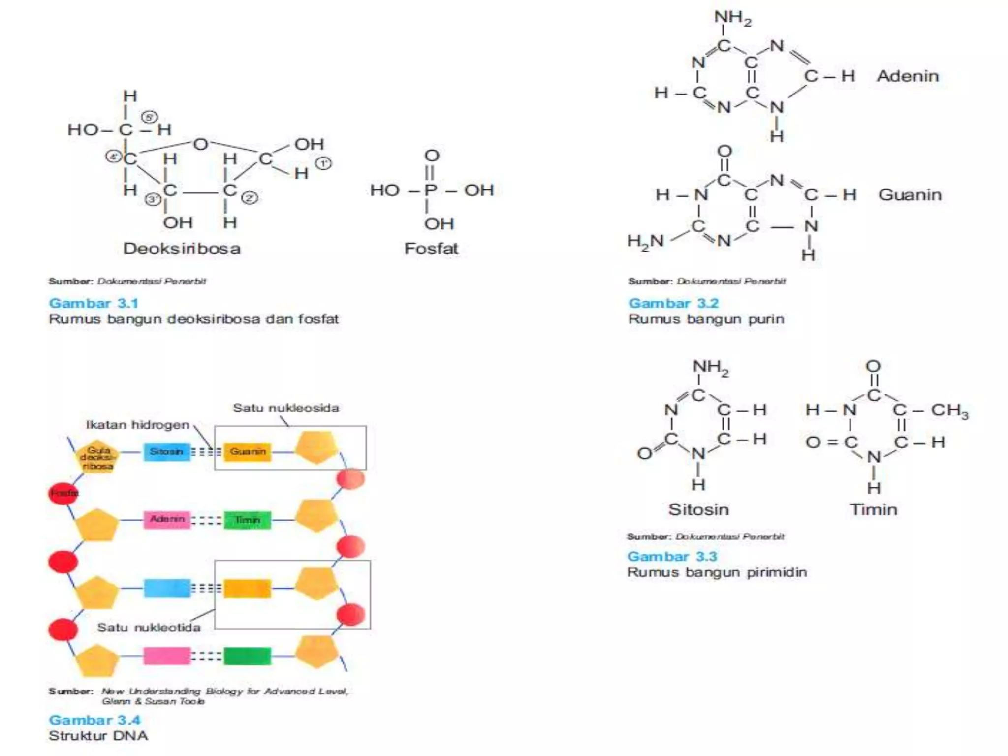 DNA dan RNA | PPTX