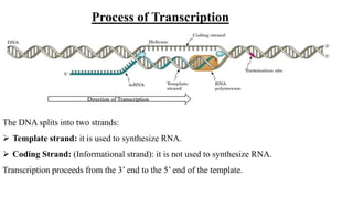 Role of DNA and A in Protein synthesis | PPTX