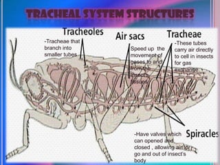 Presentation biology chapter 7 form 4 | PPTX | Lung and Respiratory ...
