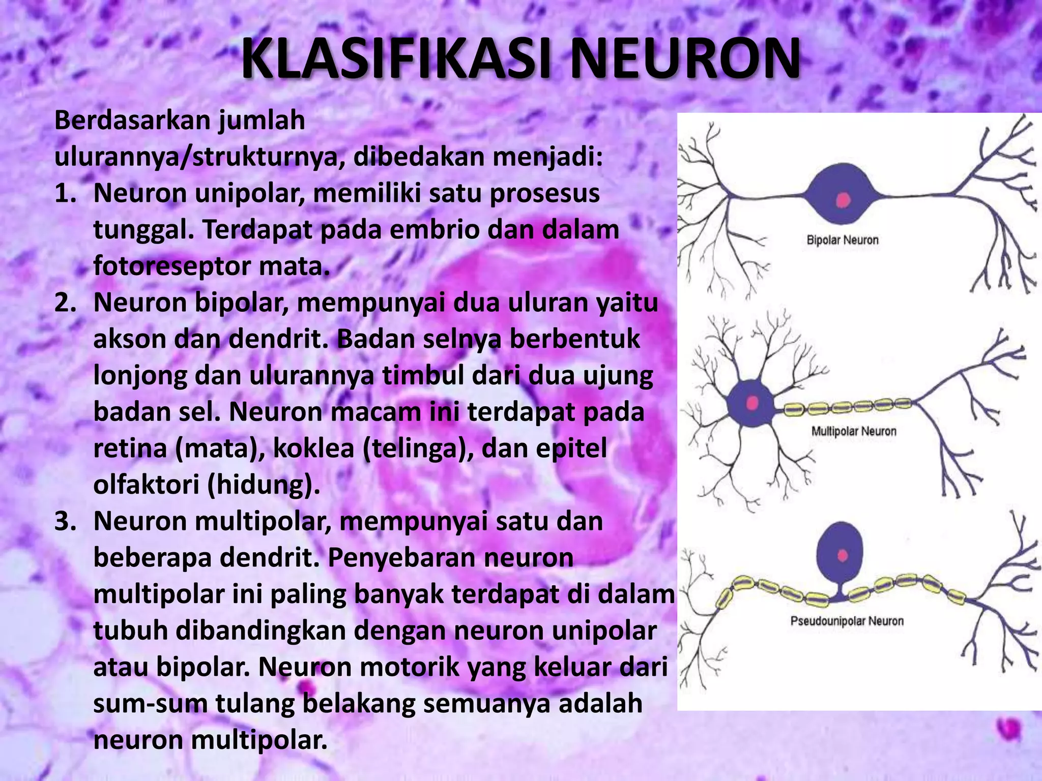 Presentation biology nervous tissue | PPT