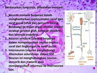 Presentation biology nervous tissue | PPT