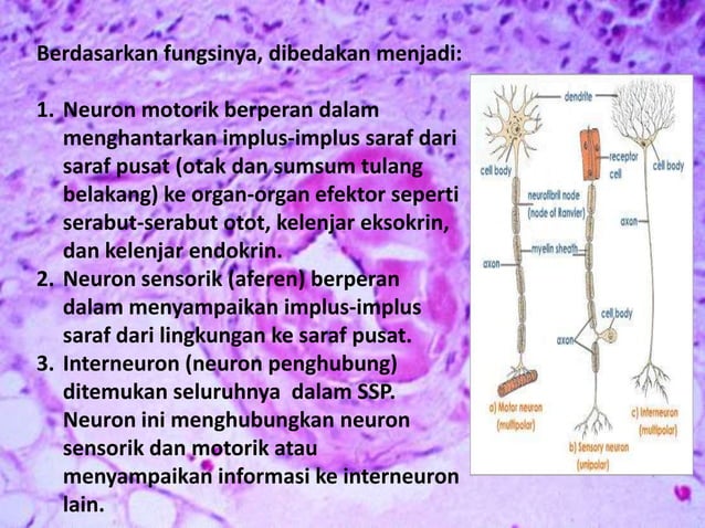 Presentation biology nervous tissue | PPT