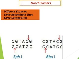 Presentation Bio technology-1.pptxxxxxxx | PPT