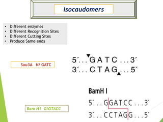 Presentation Bio technology-1.pptxxxxxxx | PPT