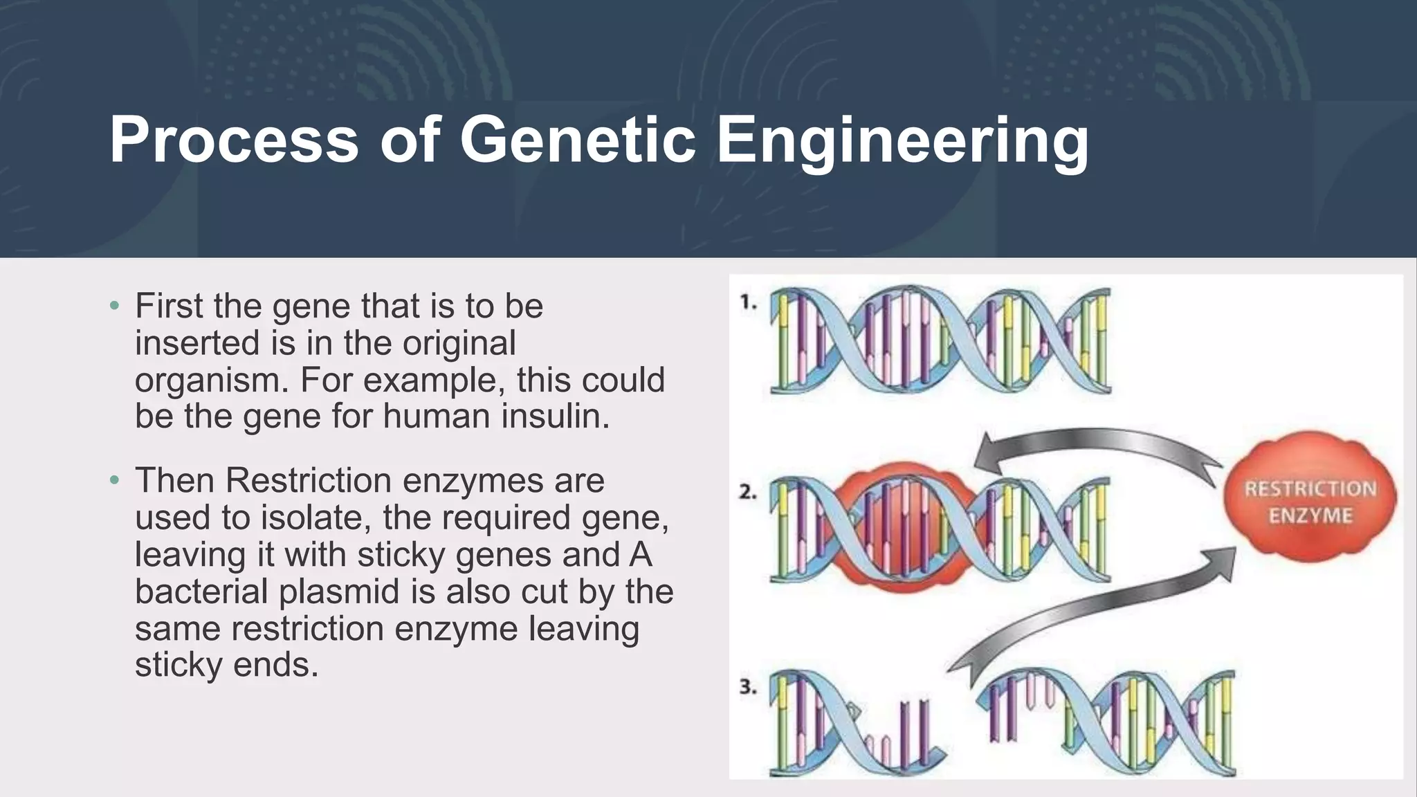 Biotechnology and Genetic Engineering | PPTX