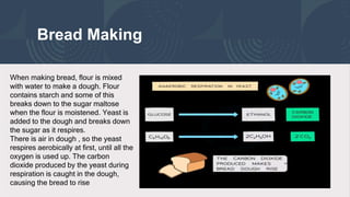 Biotechnology and Genetic Engineering | PPTX