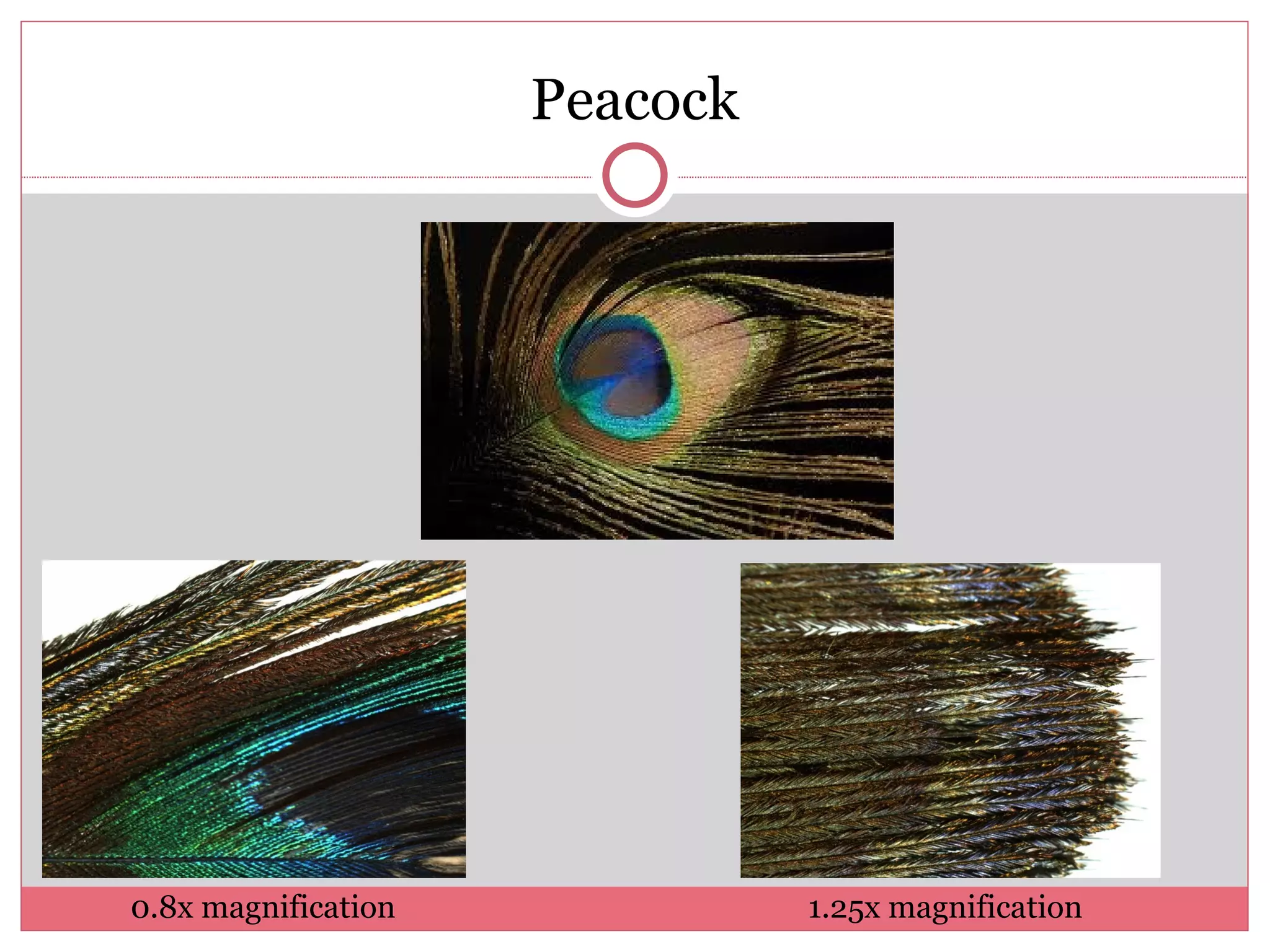 Presentation birds feather | PPT