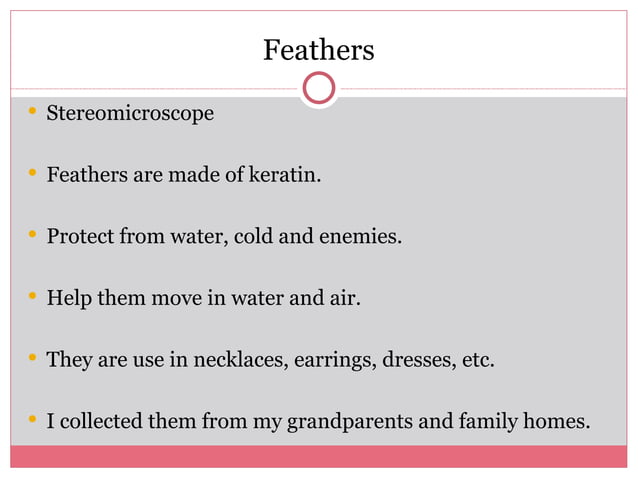 Presentation birds feather | PPT