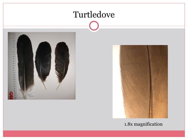 Presentation birds feather | PPT