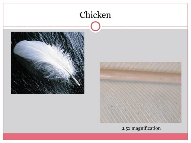 Presentation birds feather | PPT
