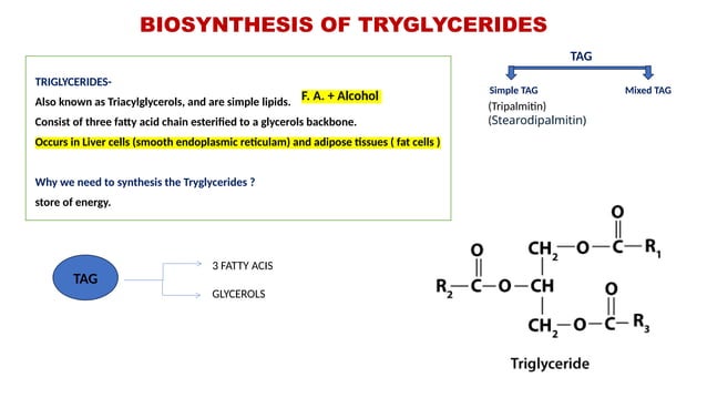 Biosynthesis of glycerol and triglycerides | PPTX