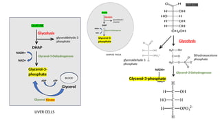 Biosynthesis of glycerol and triglycerides | PPTX