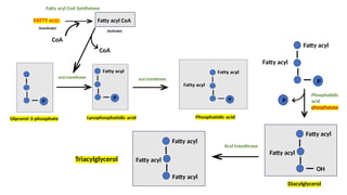 Biosynthesis of glycerol and triglycerides | PPTX
