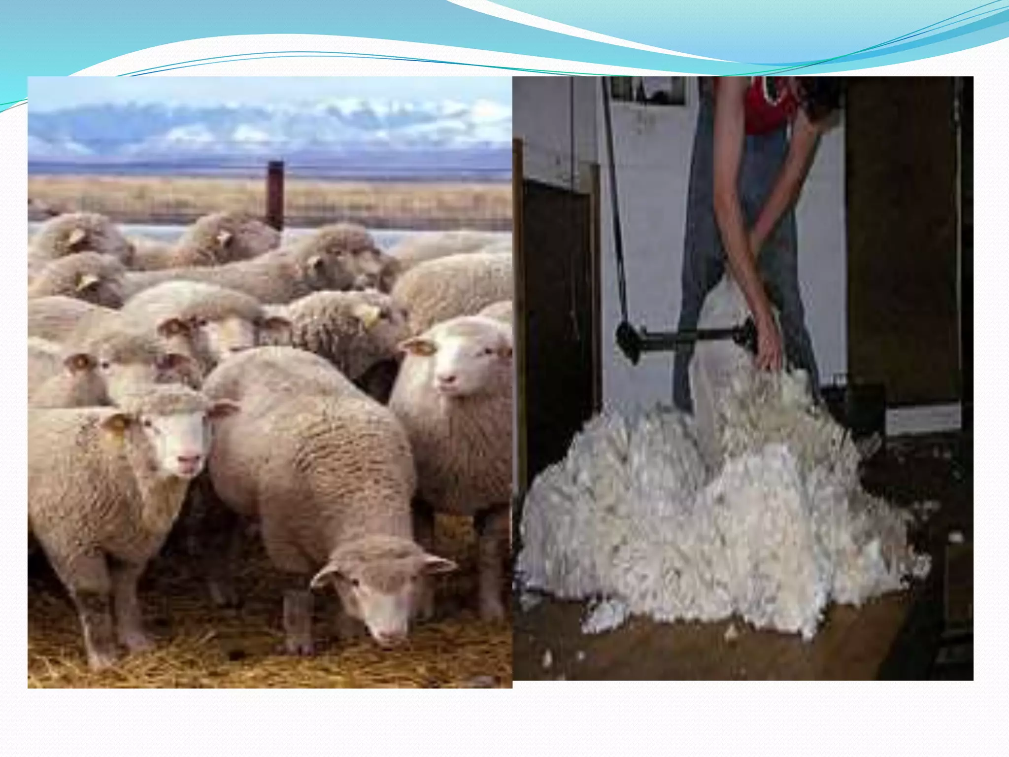 Presentation of wool fibre | PPTX