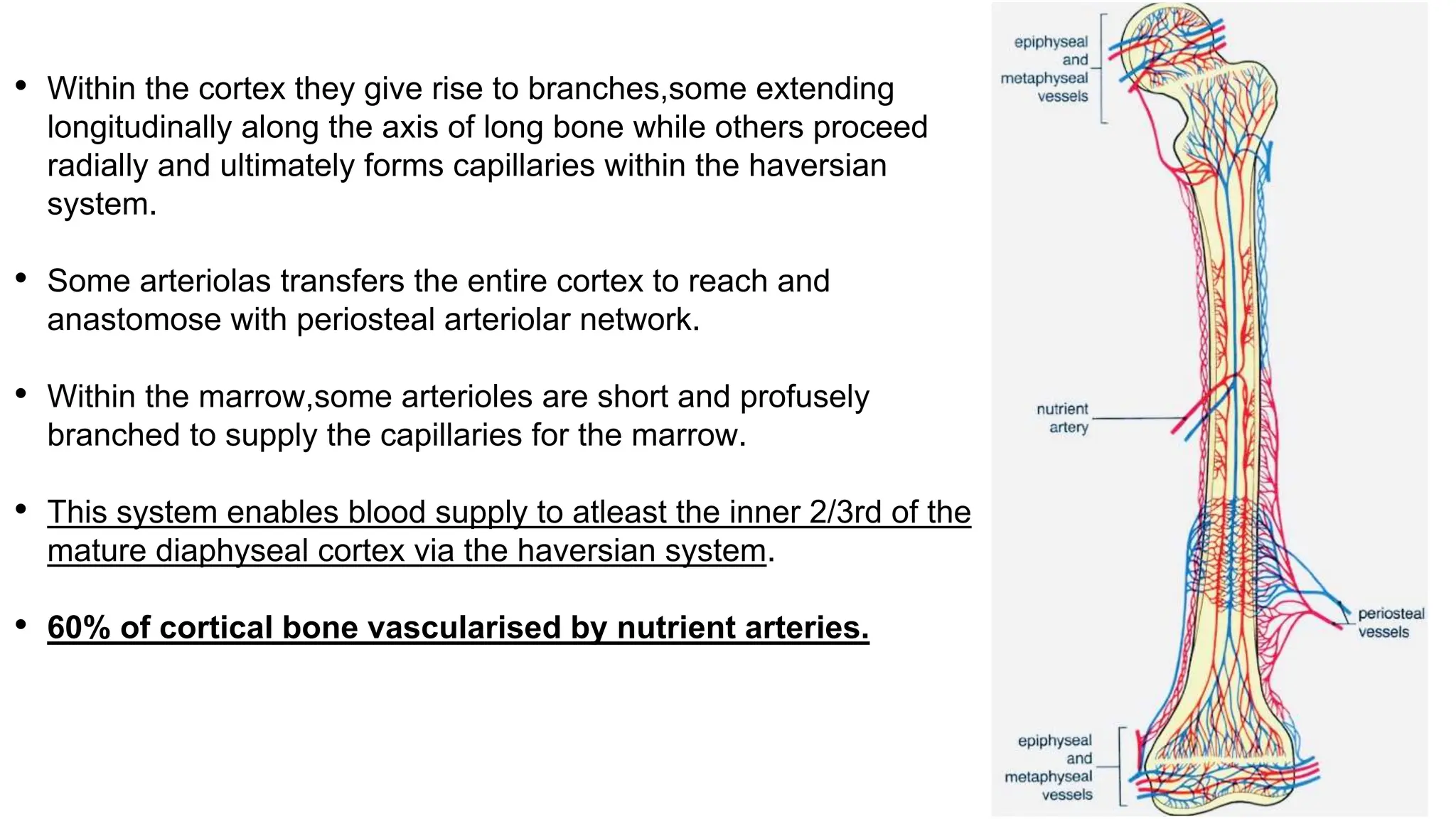 Presentation blood supply on bone. .pptx