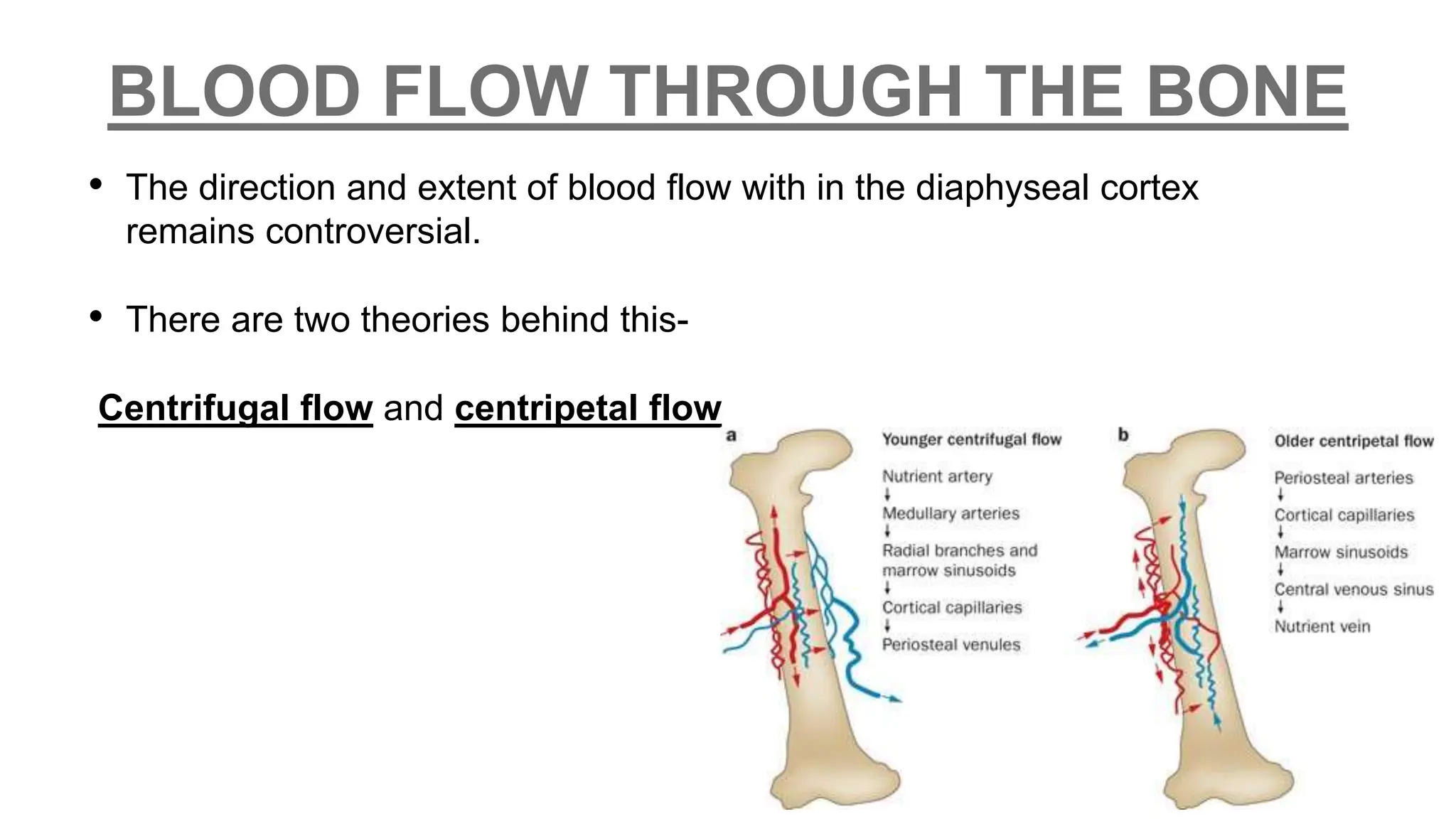 Presentation blood supply on bone. .pptx