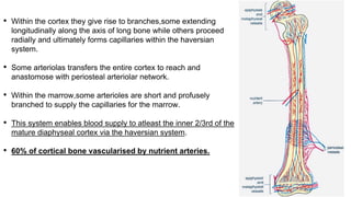 Presentation blood supply on bone. .pptx