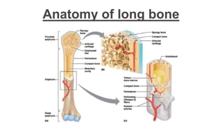 Presentation blood supply on bone. .pptx