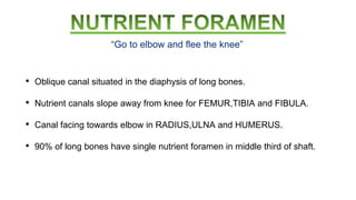 Presentation blood supply on bone. .pptx