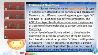 CLIL Biology Genes and Blood Types M4 | PPTX