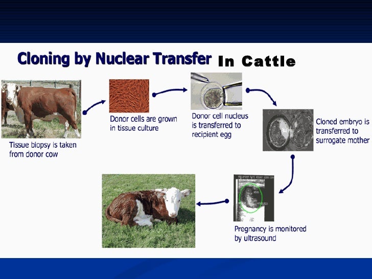 IMPACT OF BIOTECHNOLOGY ON ANIMAL BREEDING AND GENETIC PROGRESS