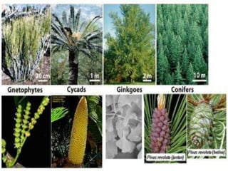 Presentation botani Spermatophyta | PPTX