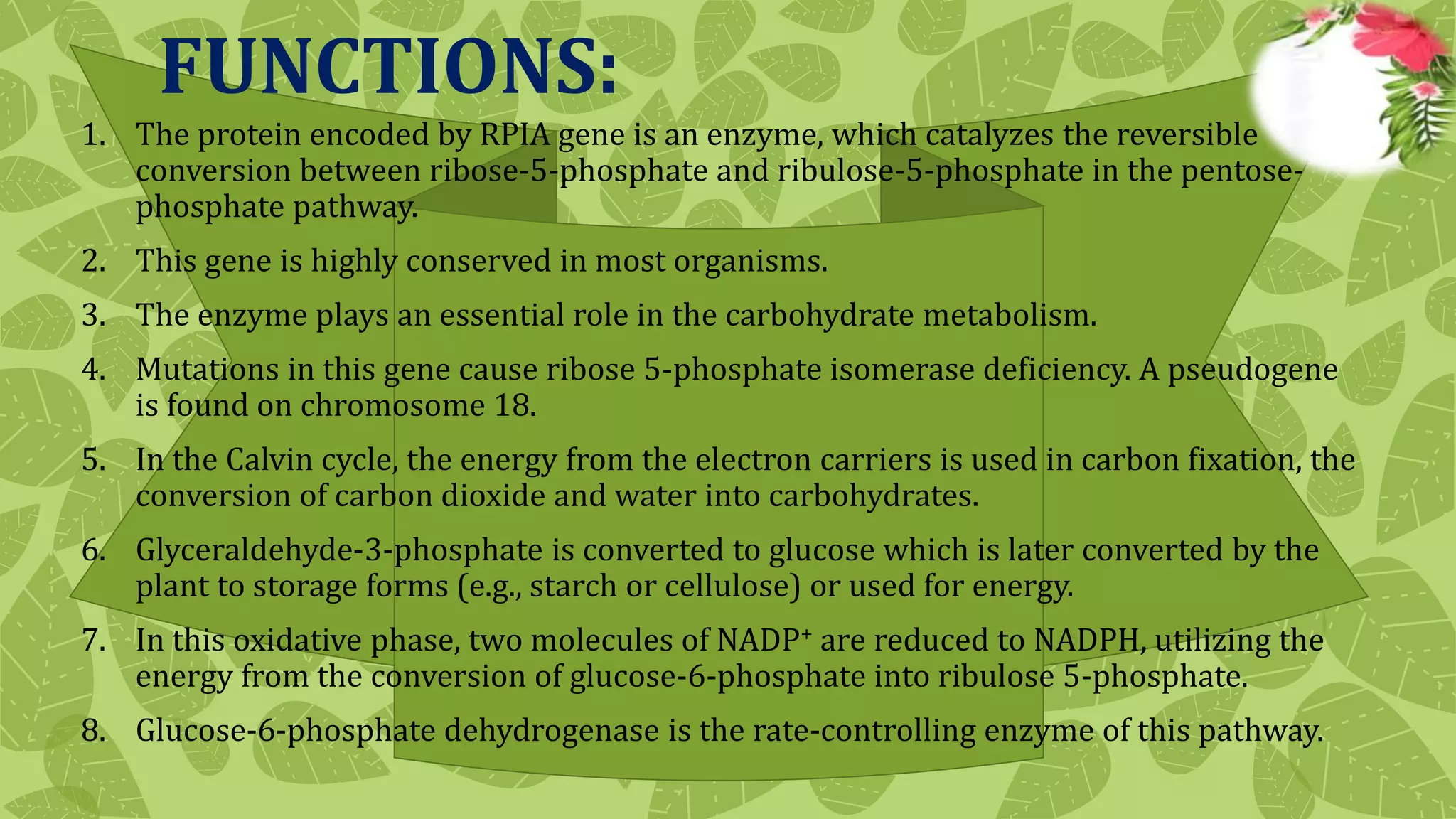 Pentose Phosphate Pathway | PPTX