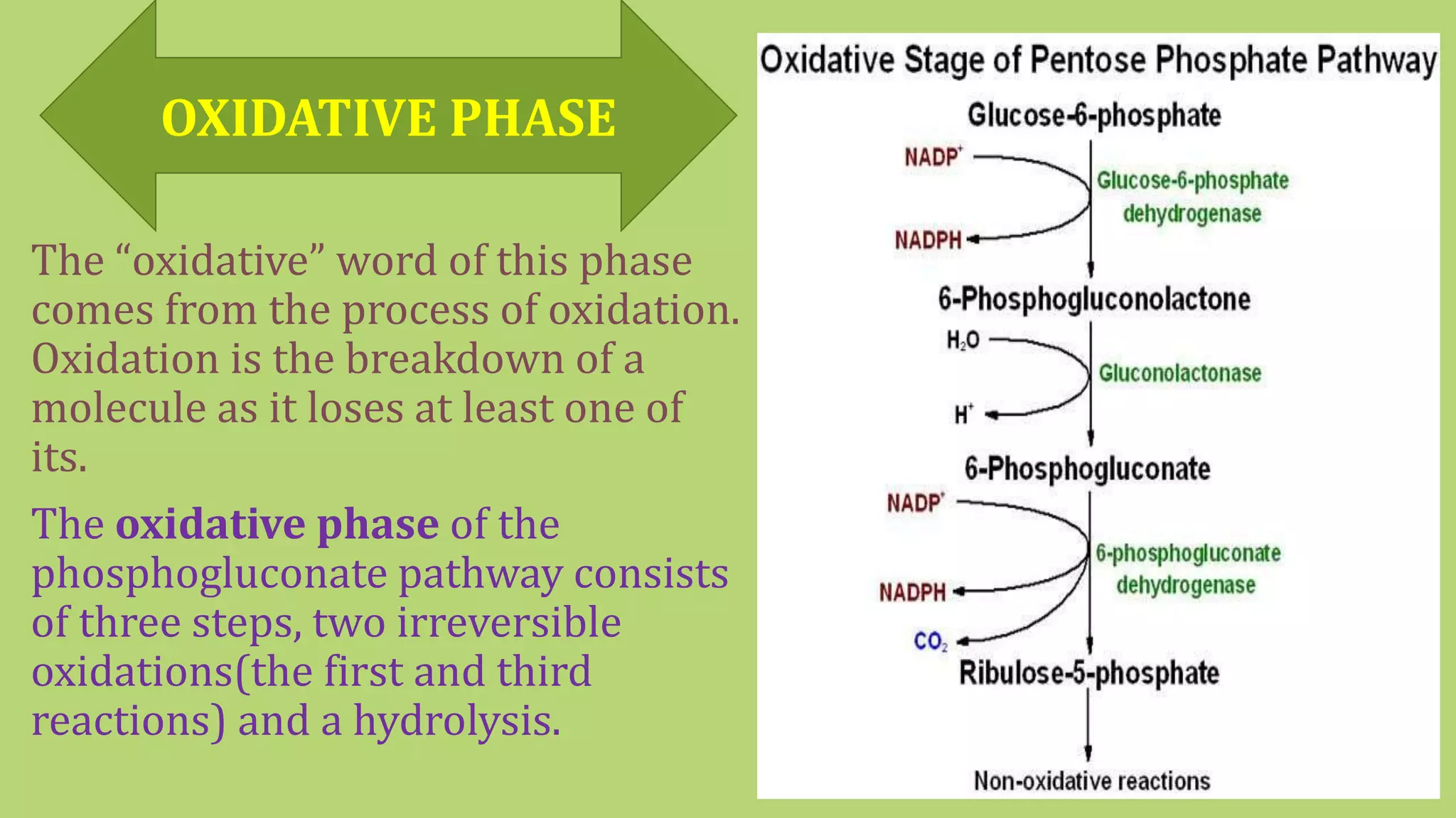 Pentose Phosphate Pathway | PPTX