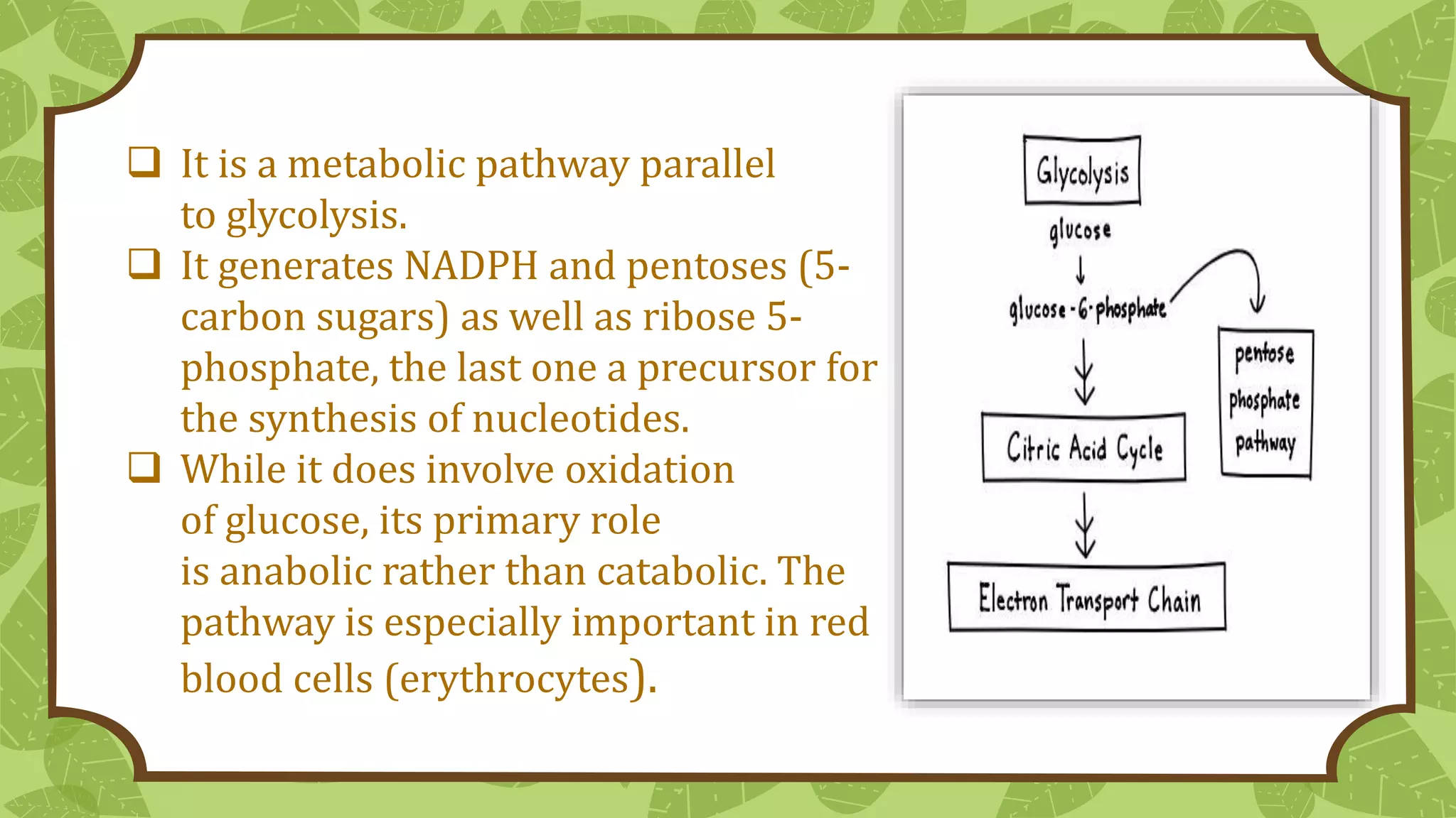 Pentose Phosphate Pathway | PPTX
