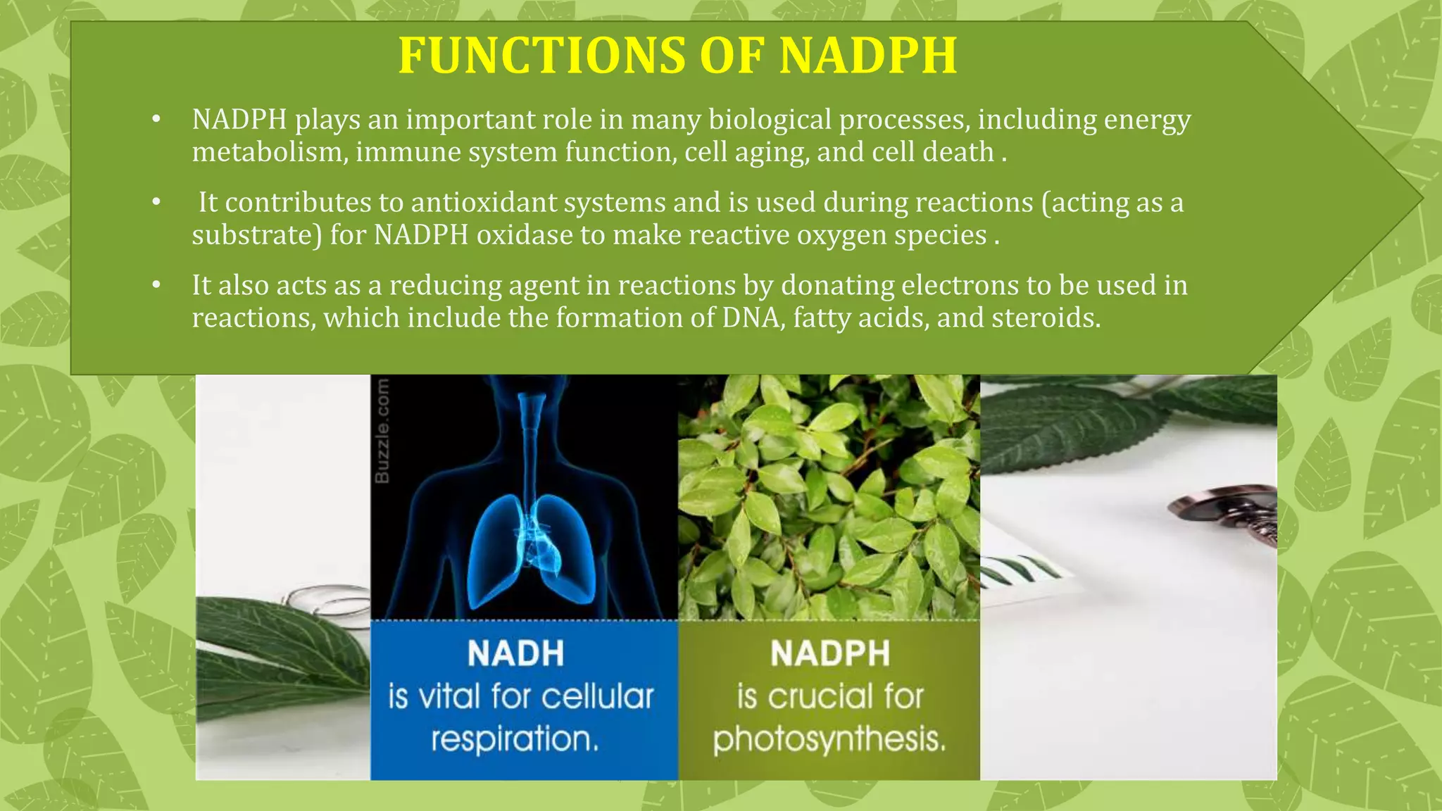 Pentose Phosphate Pathway | PPTX