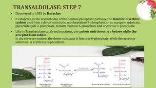 Pentose Phosphate Pathway | PPTX