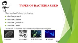 Presentation on bacterial concrete by abhijith suresh | PPTX