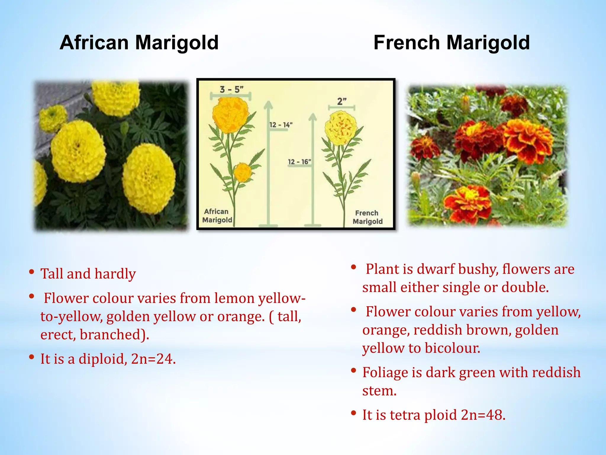 Presentation by anand on marigold | PPTX