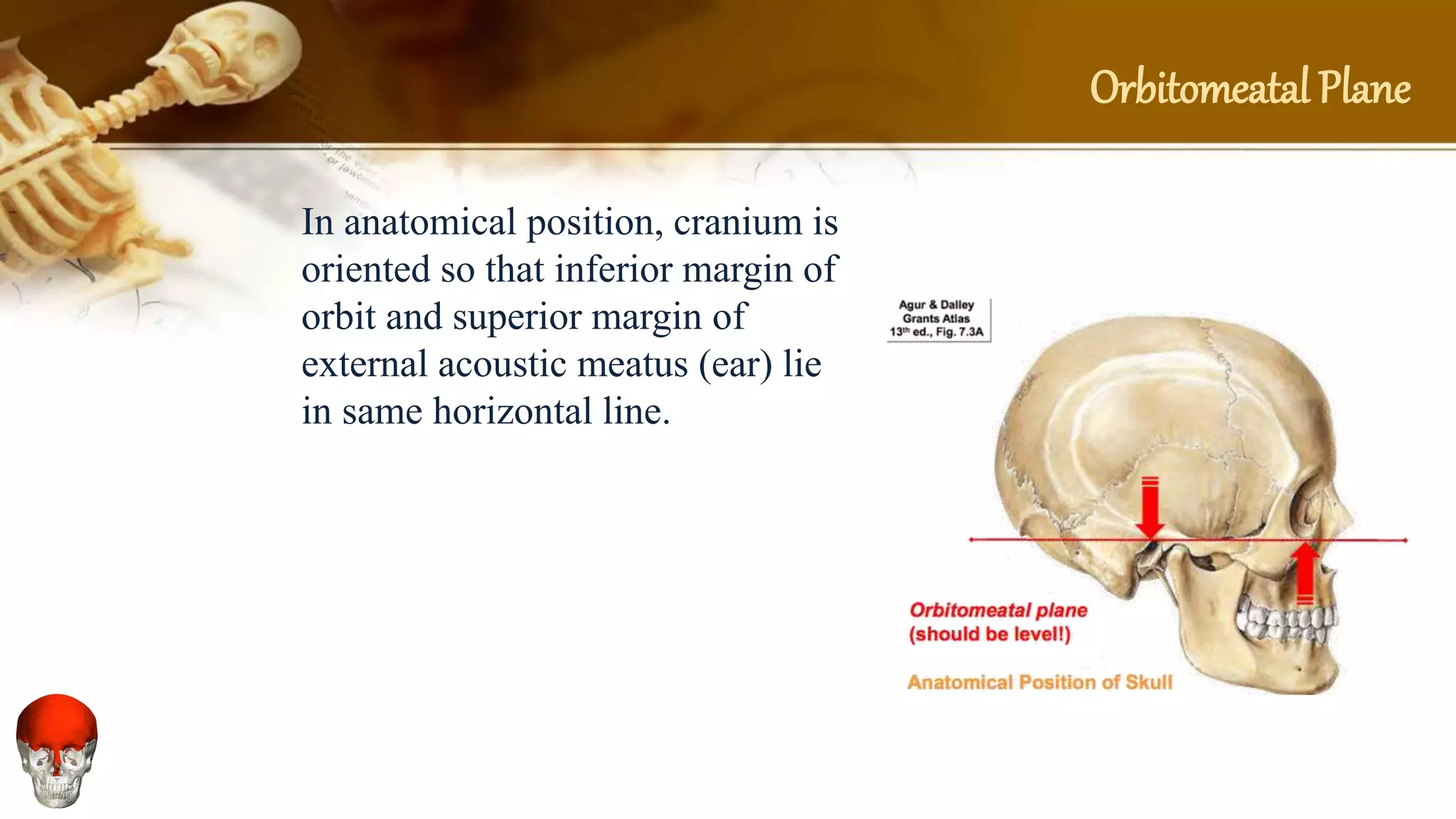 Clinical Anatomy of Skull (Presentation by Muhammad Arslan Yasin ...