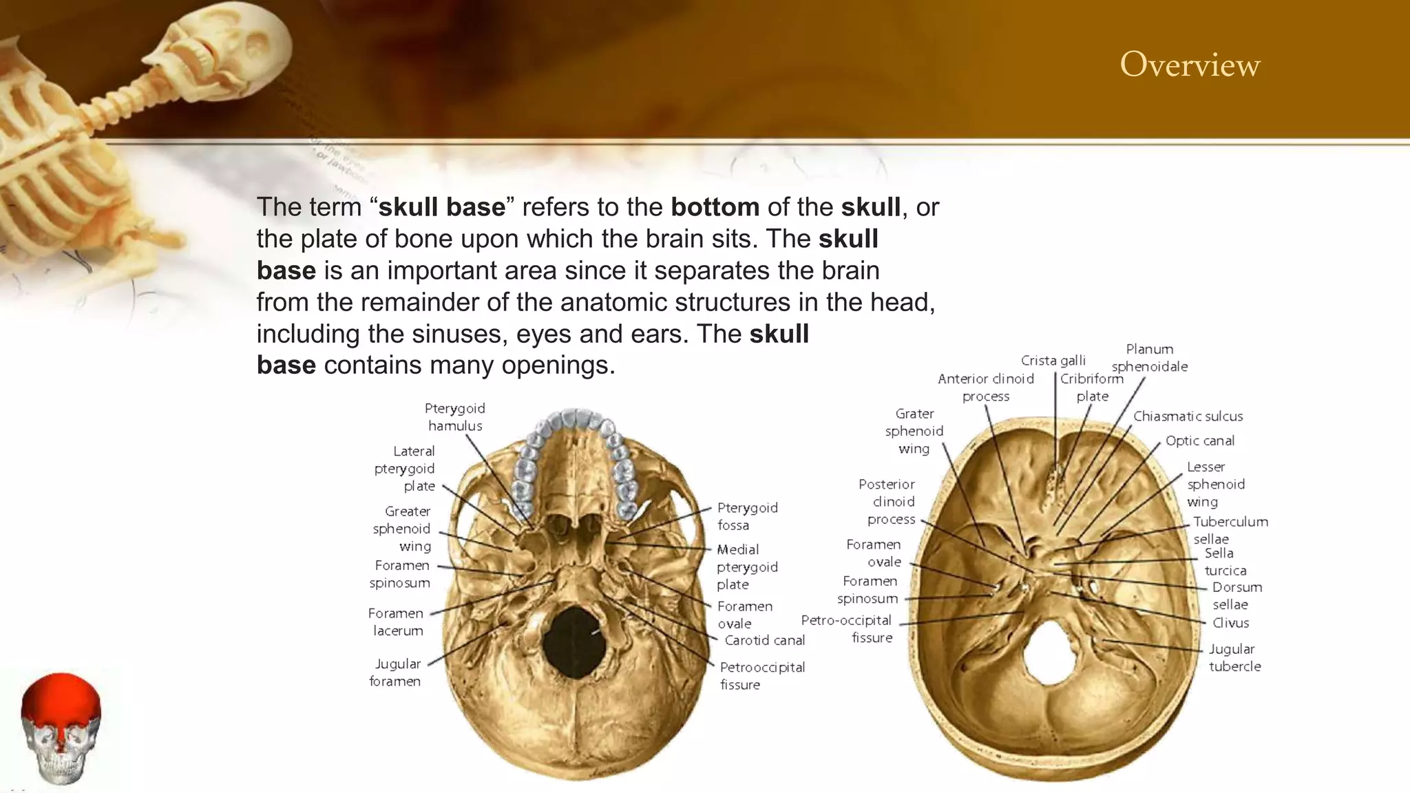 Clinical Anatomy of Skull (Presentation by Muhammad Arslan Yasin ...
