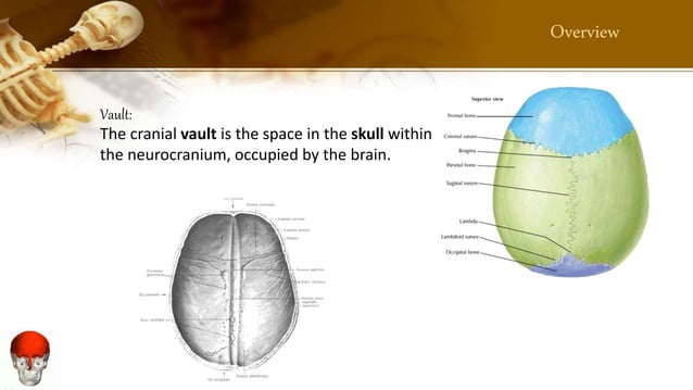Clinical Anatomy of Skull (Presentation by Muhammad Arslan Yasin ...
