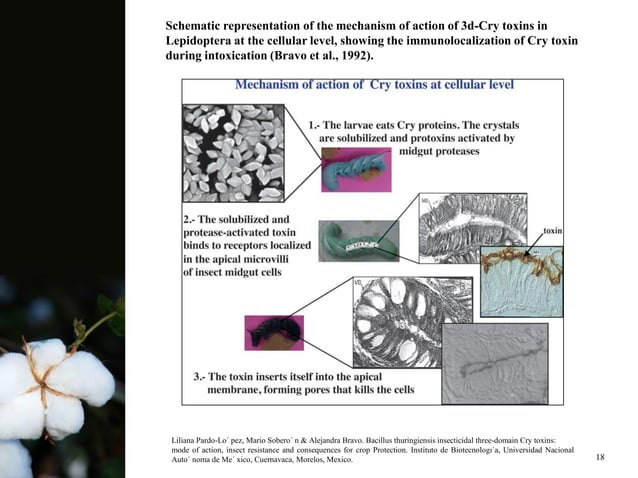 Bt-Cotton & Pest Resistant Bt-Toxin | PDF | Agriculture | Industries
