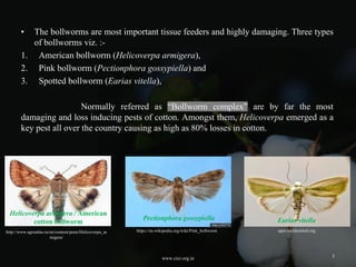 Bt-Cotton & Pest Resistant Bt-Toxin | PDF