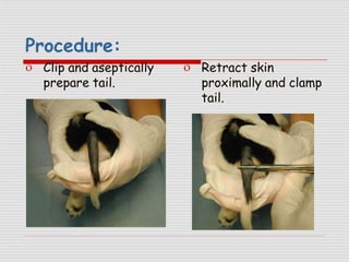 SURGICAL MANAGEMENT OF TAIL IN VETERINARY | PPTX