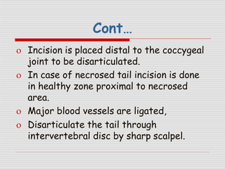SURGICAL MANAGEMENT OF TAIL IN VETERINARY | PPTX