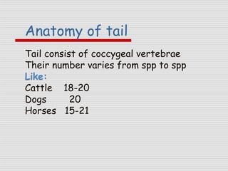 SURGICAL MANAGEMENT OF TAIL IN VETERINARY | PPTX