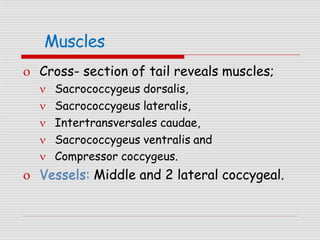 SURGICAL MANAGEMENT OF TAIL IN VETERINARY | PPTX
